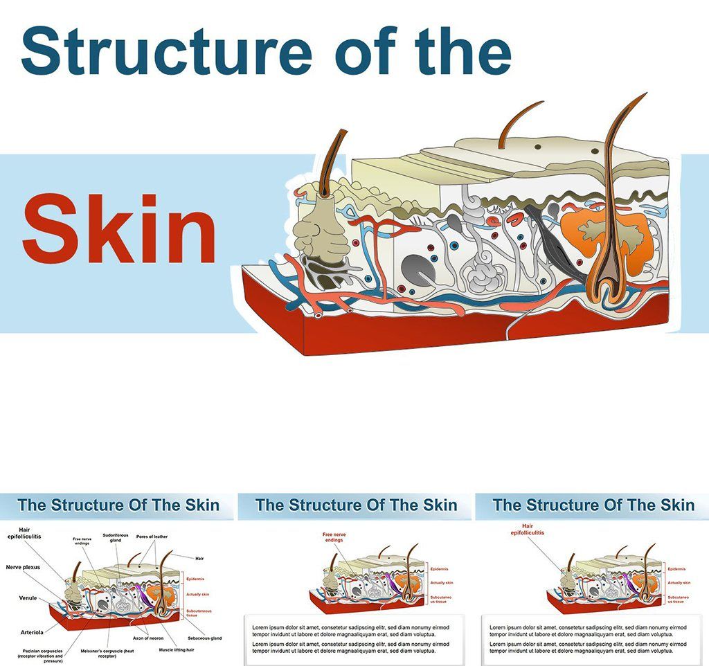 Structure of Skin shapes template for Keynote