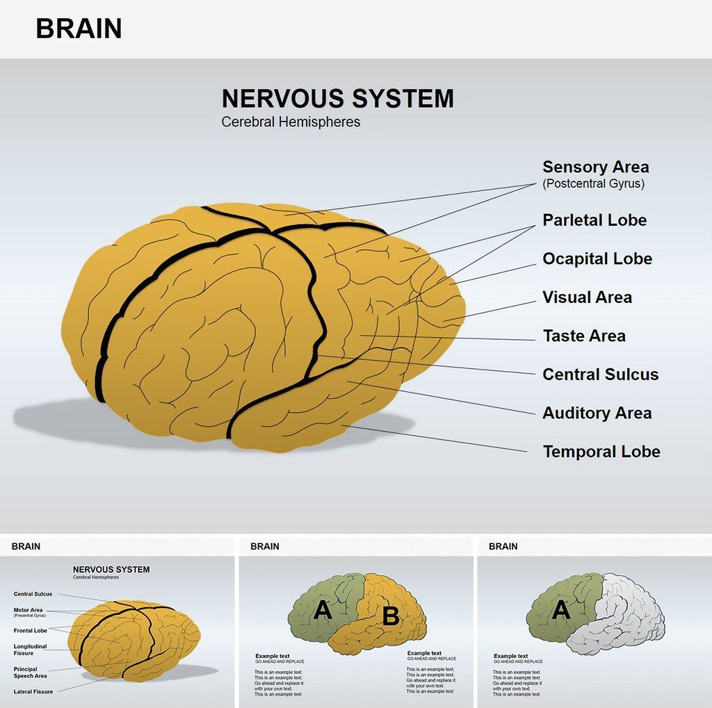 Medicine Brain Shapes Template for Keynote Presentation