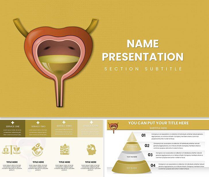 Urinary System Keynote Template: Anatomy Insights