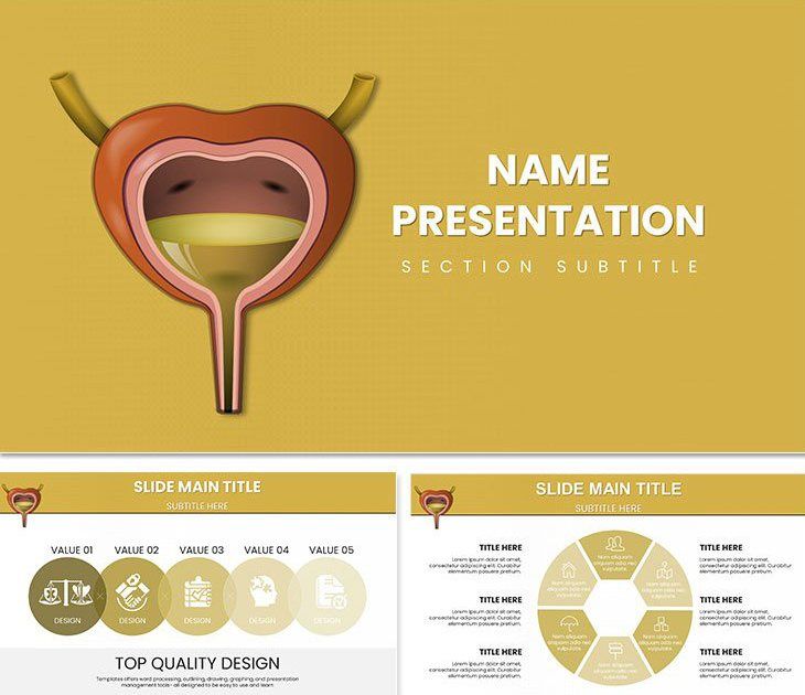 Urinary System PowerPoint template for presentation
