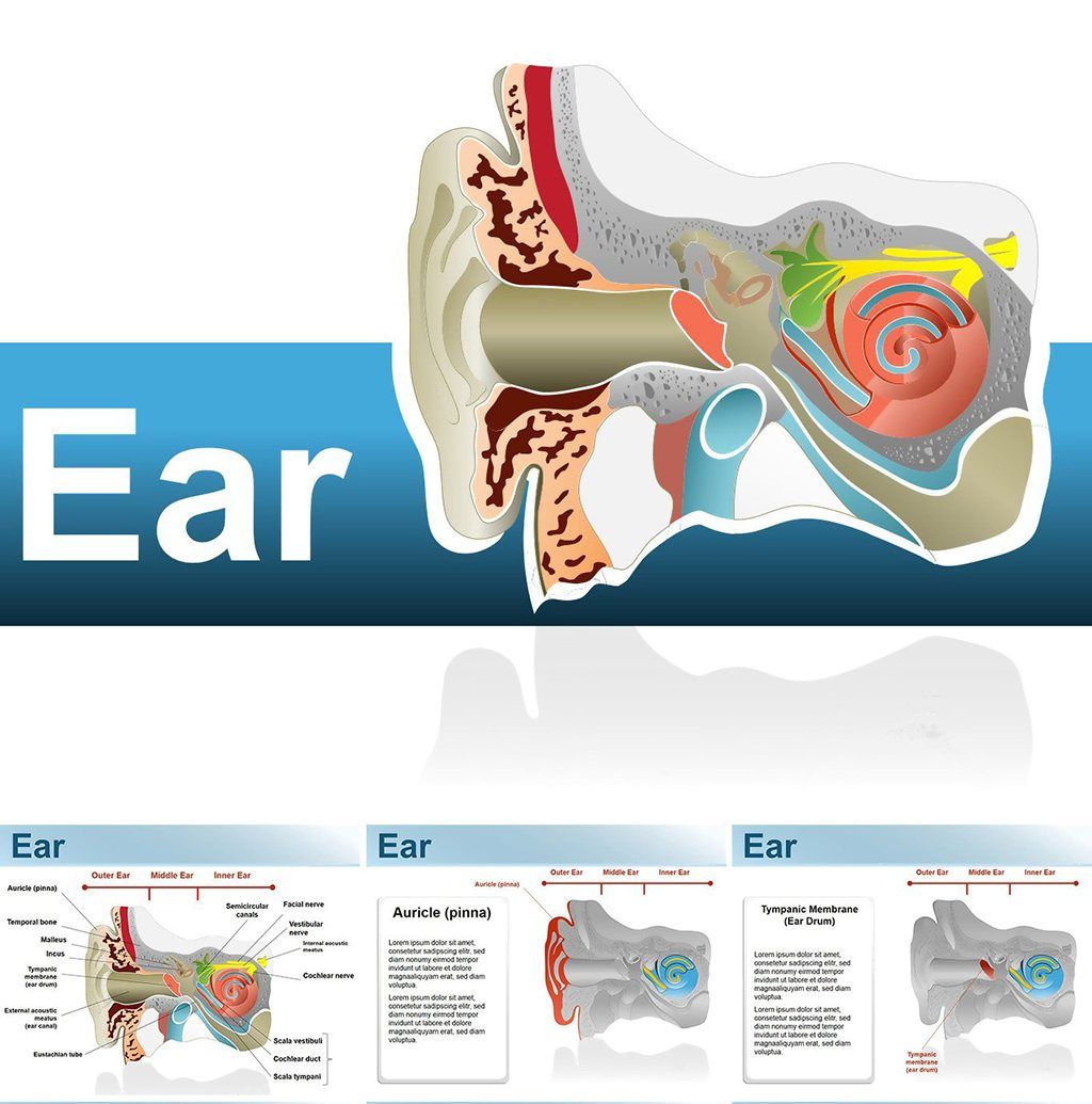 Human Ear Shapes - Medicine PowerPoint Shapes | Download Now