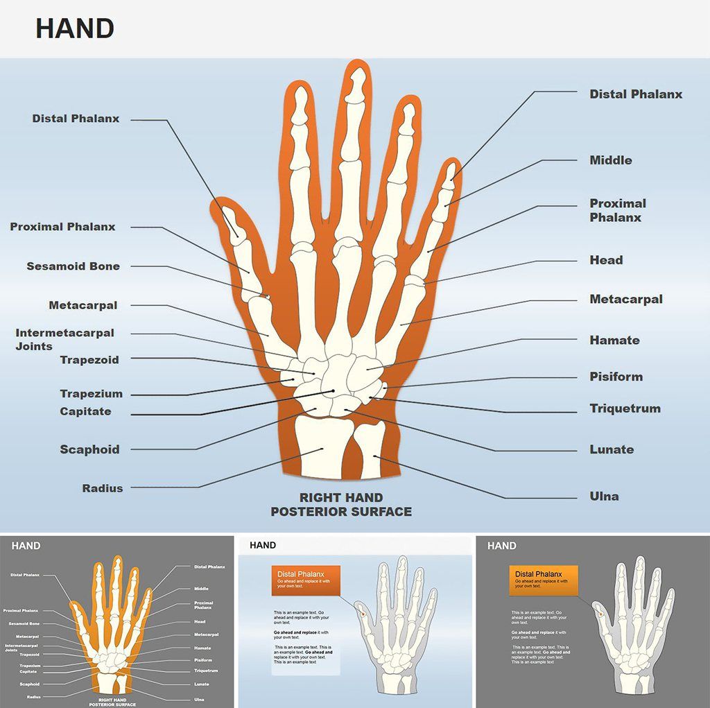 Anatomy of the Hand PowerPoint Shapes for Medical Presentations