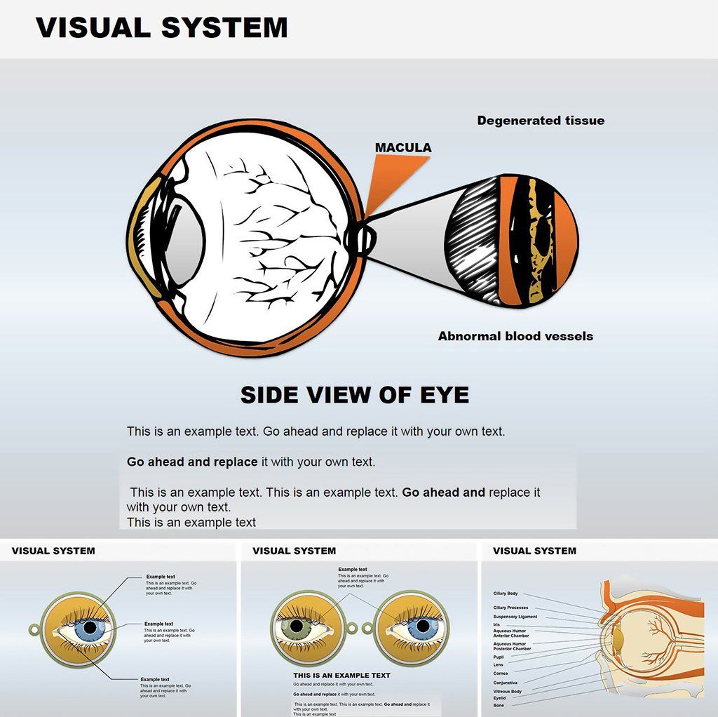 Visual System Medicine PowerPoint Shapes: Eye Anatomy Slides